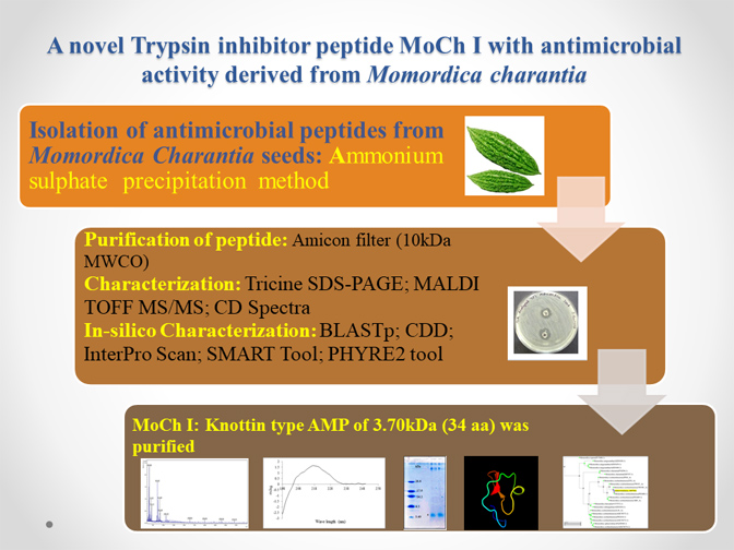 A novel trypsin inhibitor peptide MoCh I with antimicrobial activity ...