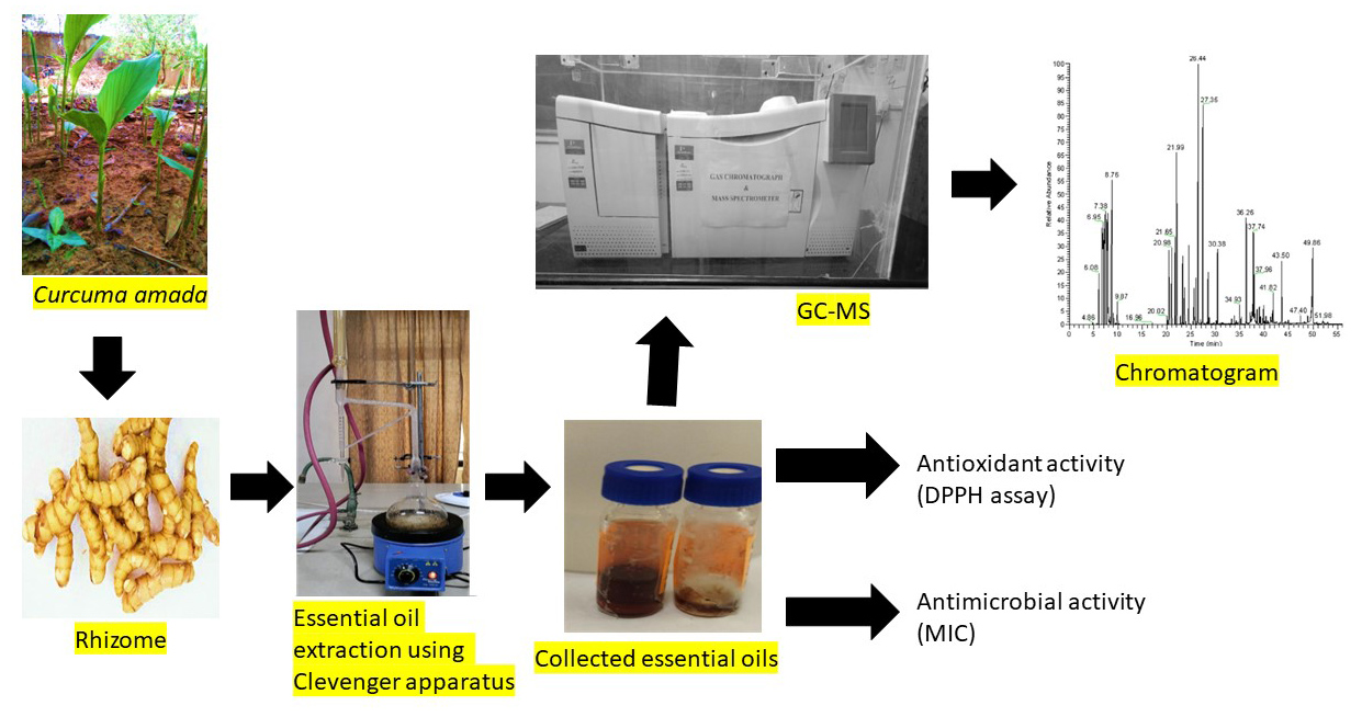Metabolic profile, bioactivities, and variations in chemical ...