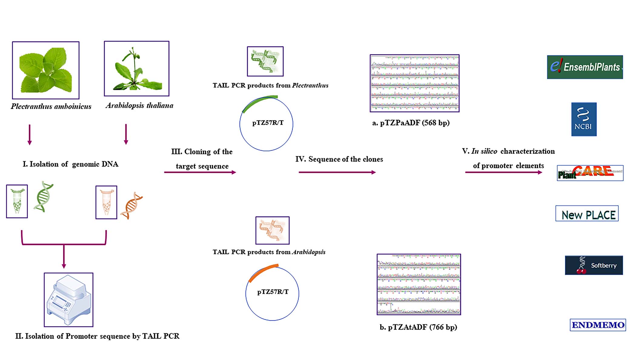 Characterisation of actin depolymerising factor promoter (pTZPaADF ...