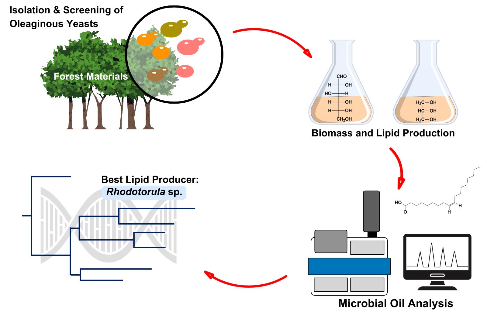 Biodiesel production of oleaginous yeast isolated from the Mount ...