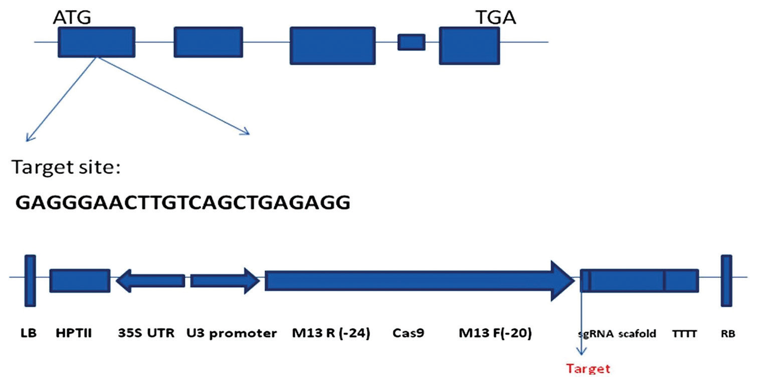 Enhancing resistance to blast disease through CRISPR/Cas9 gene editing ...