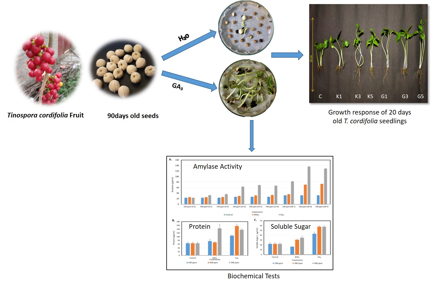 Gibberellic acid treatment improves seed germination and seedling ...