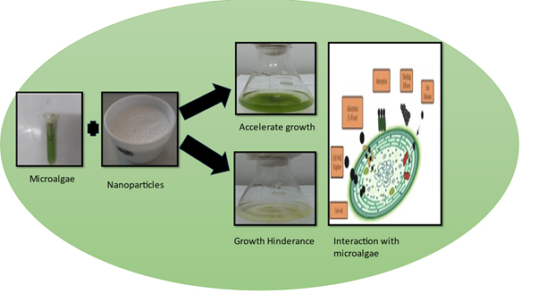 Impact of nanoparticles on microalgae and the prospects for biofuel ...