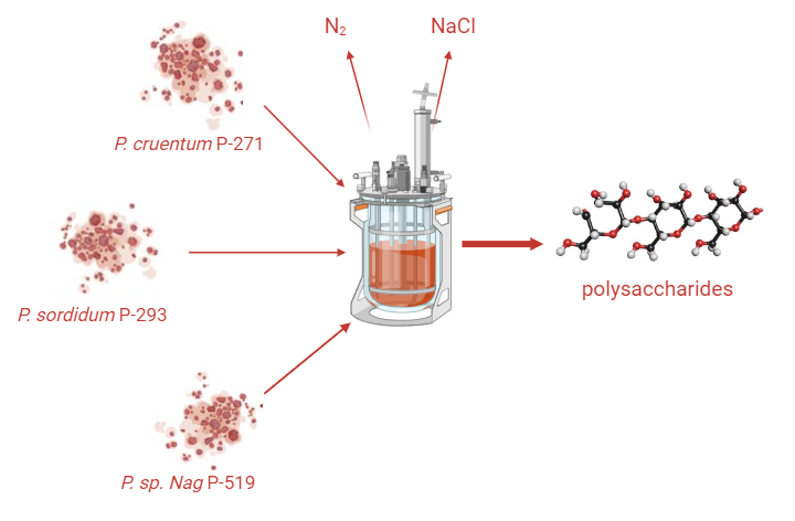 Porphyridium sp. Microalgae as a source of polysaccharides