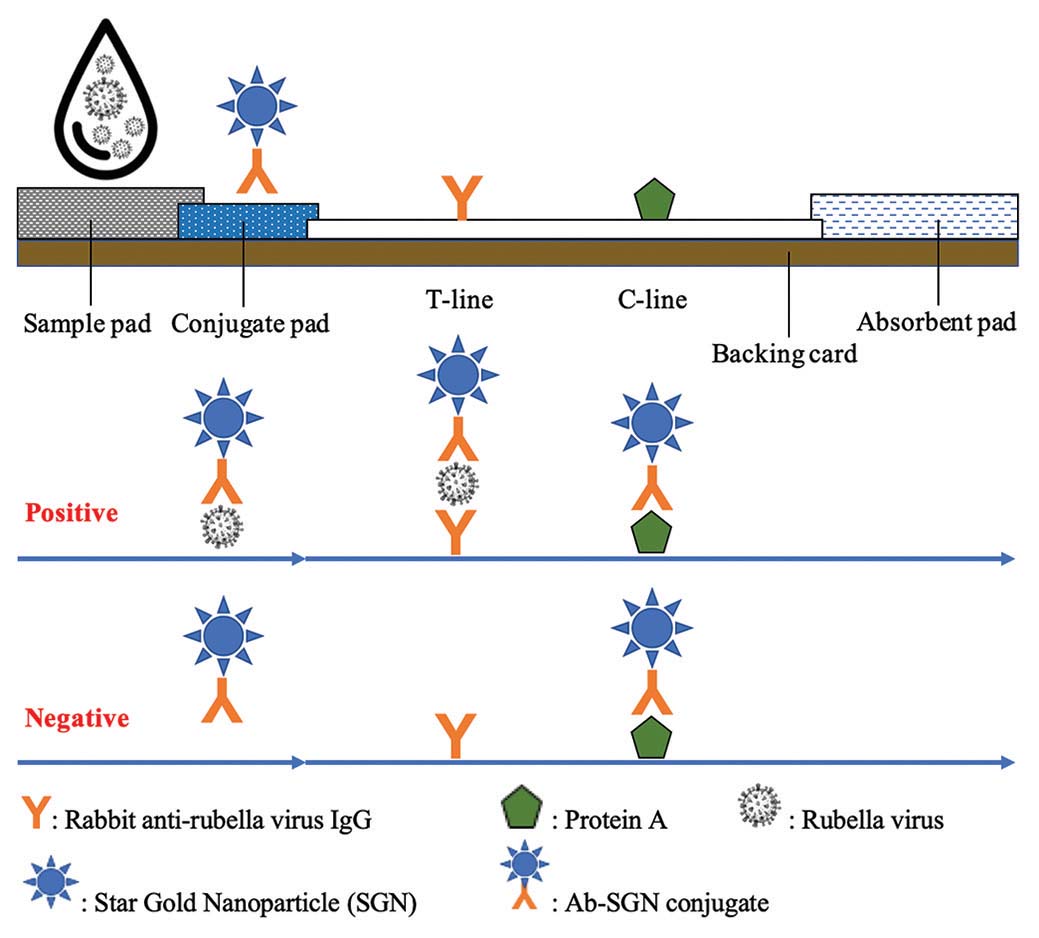 Development and characterization of a lateral flow ...