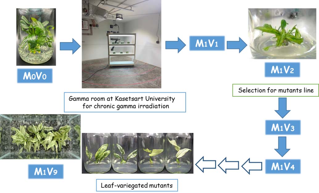 Leaf-variegated mutations induced using gamma irradiation of Anubias minima