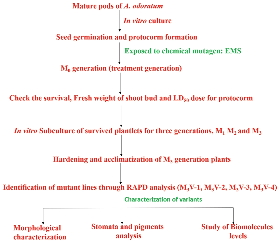 Molecular, morphological, and biomolecular characterization of ethyl ...