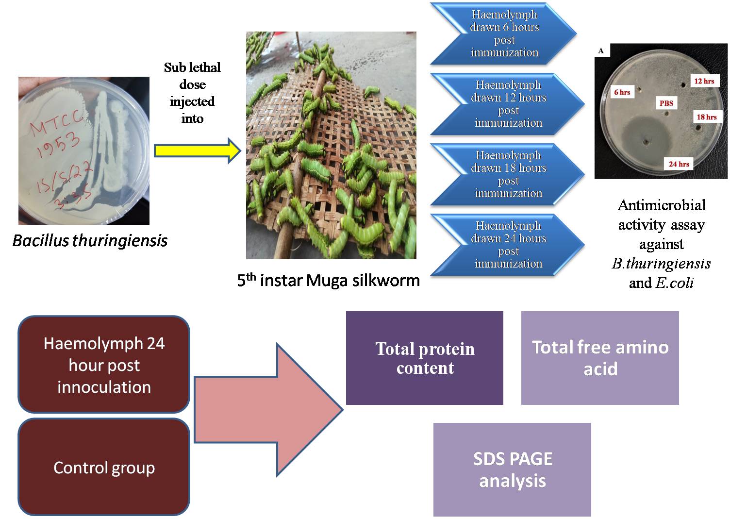 Journal of Applied Biology and Biotechnology