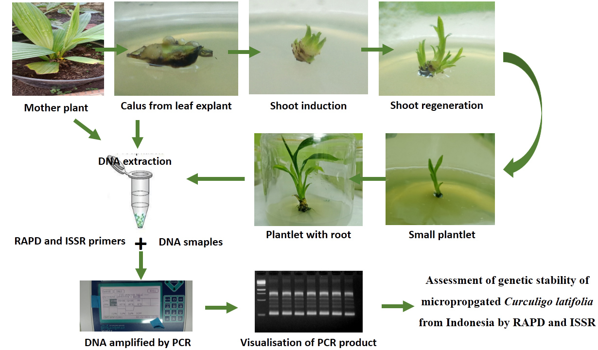 Assessment of genetic stability of micropropagated Curculigo latifolia ...