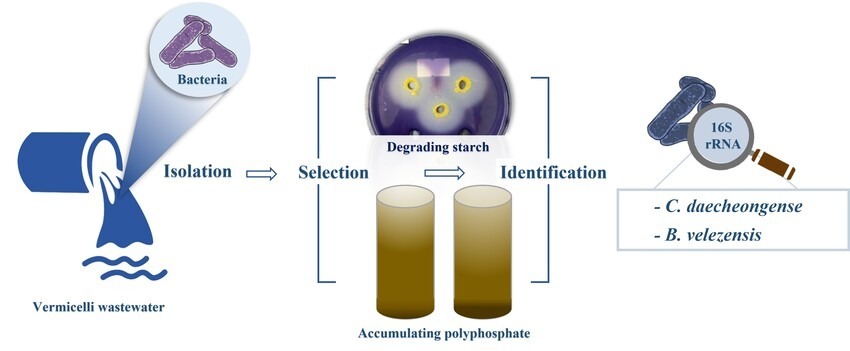 Isolation and selection of bacterial strains capable of degrading ...