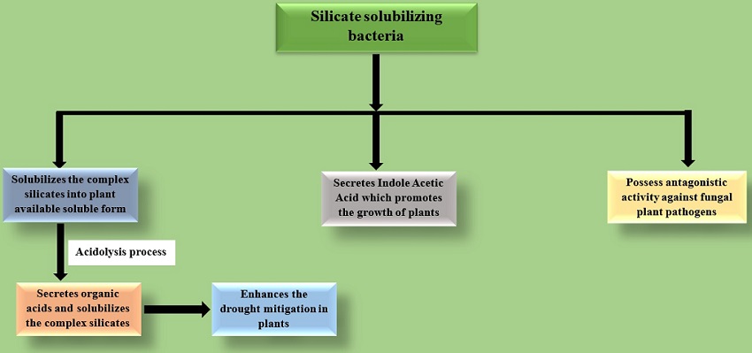 Experimental studies on isolation and characterization of silicate ...